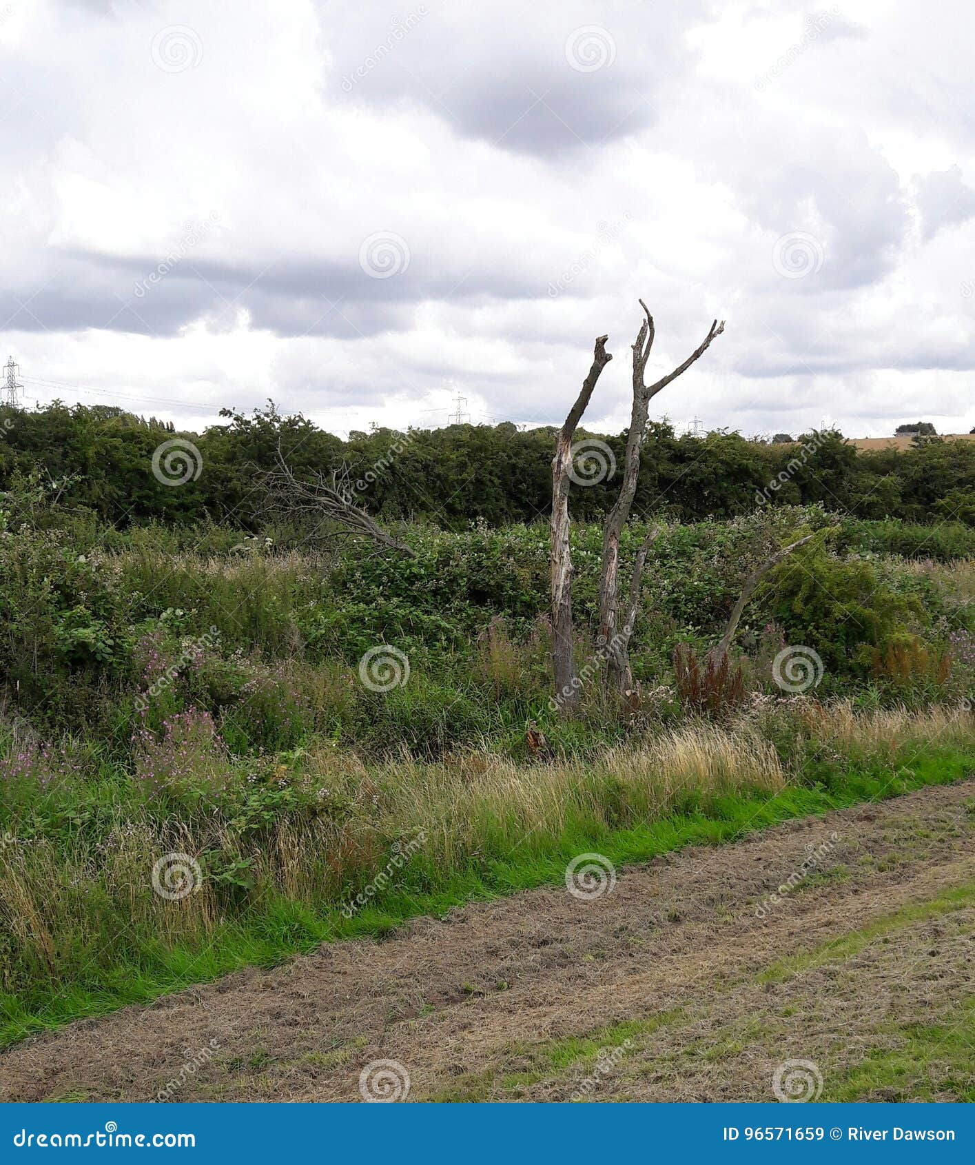 Landscape with Trees and Dead Tree Stock Image - Image of generic ...