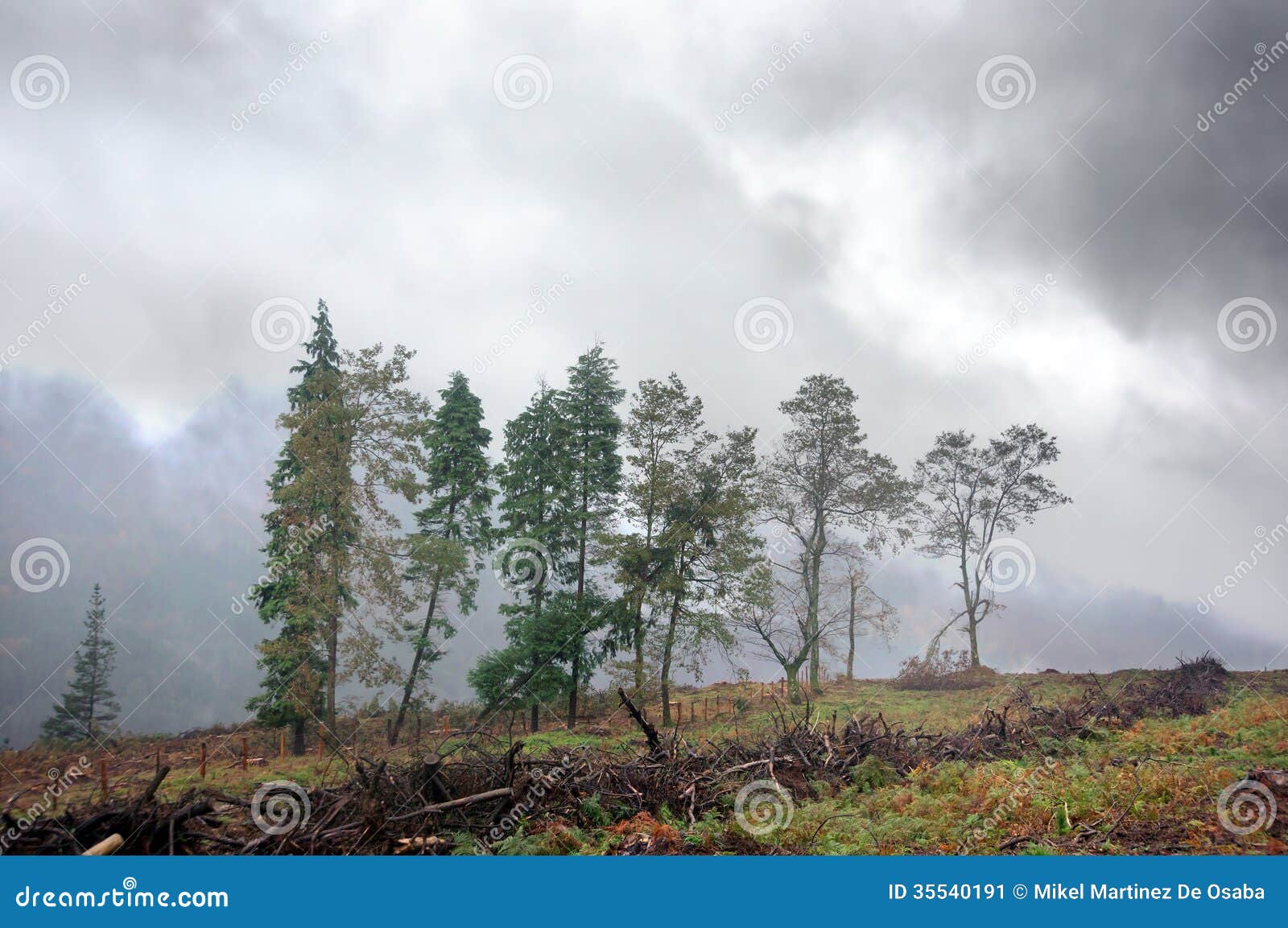 Landscape with Trees and Deforestation Stock Image - Image of silence ...