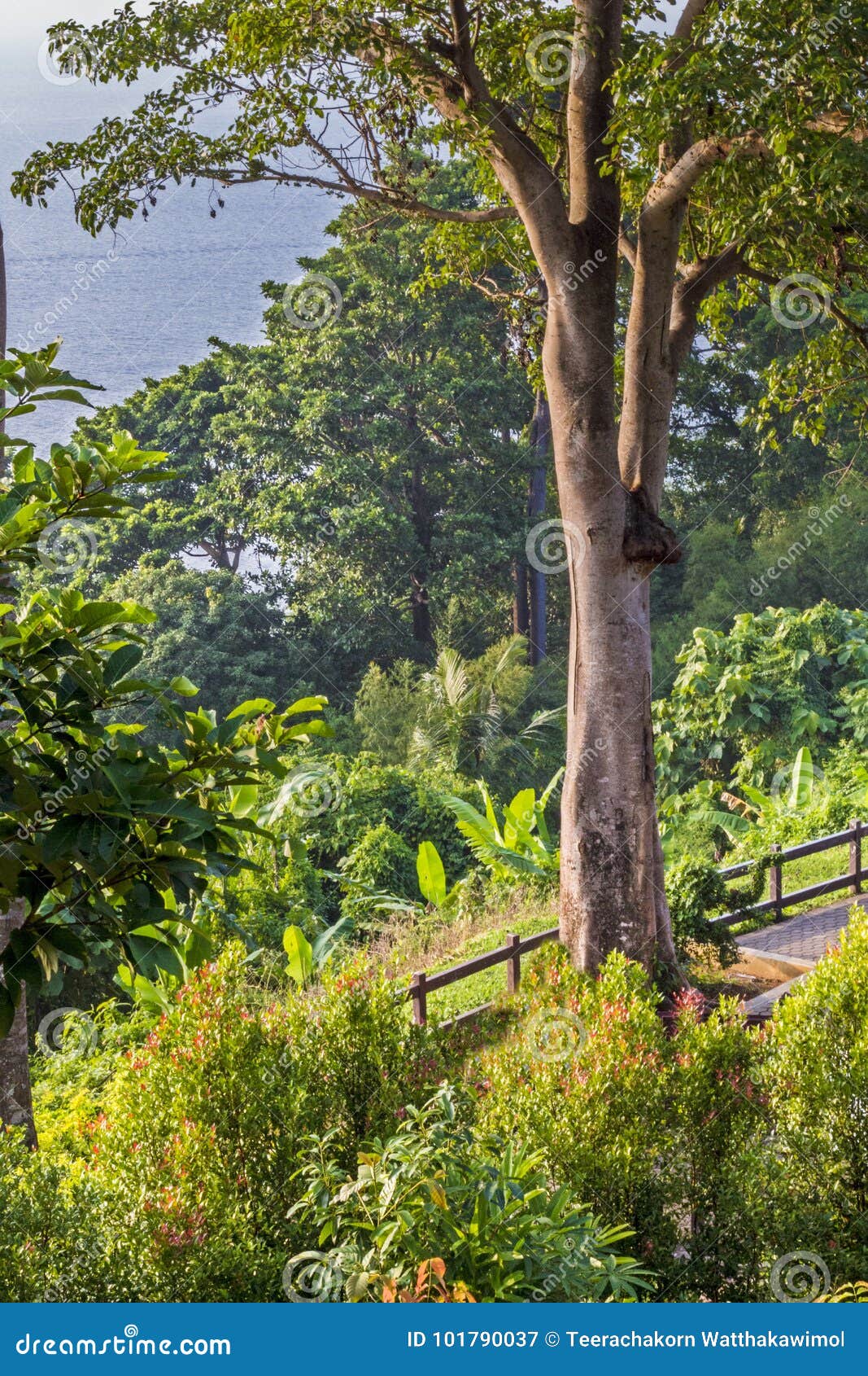 Landscape with Trees in the Foreground Stock Image - Image of blue ...