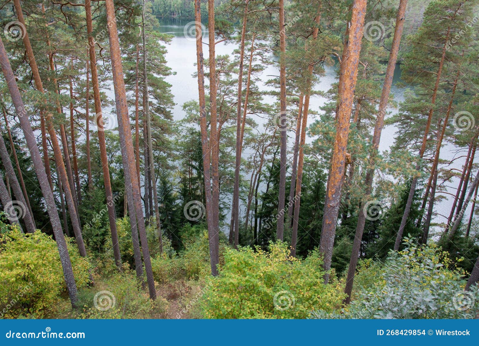Landscape of Trees in Forest Around Lake Stock Photo - Image of view ...