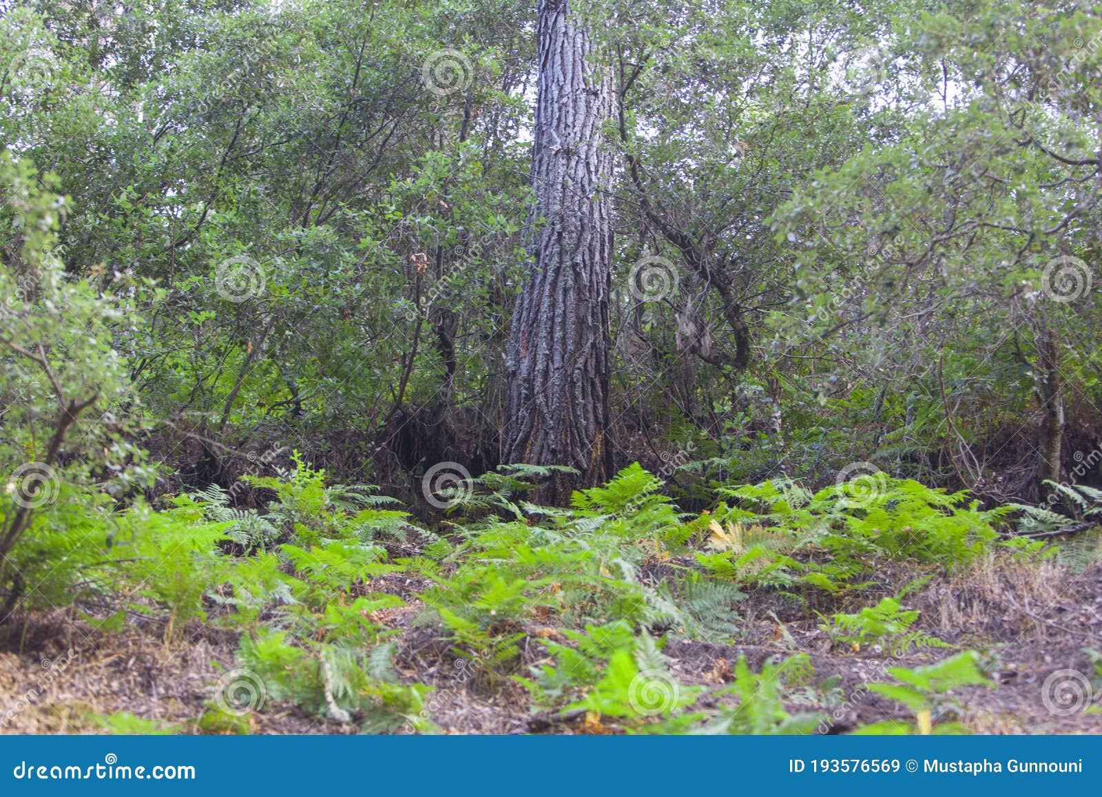 Landscape of Trees, Forest and Nature in Taberrant El Hociema Morocco ...
