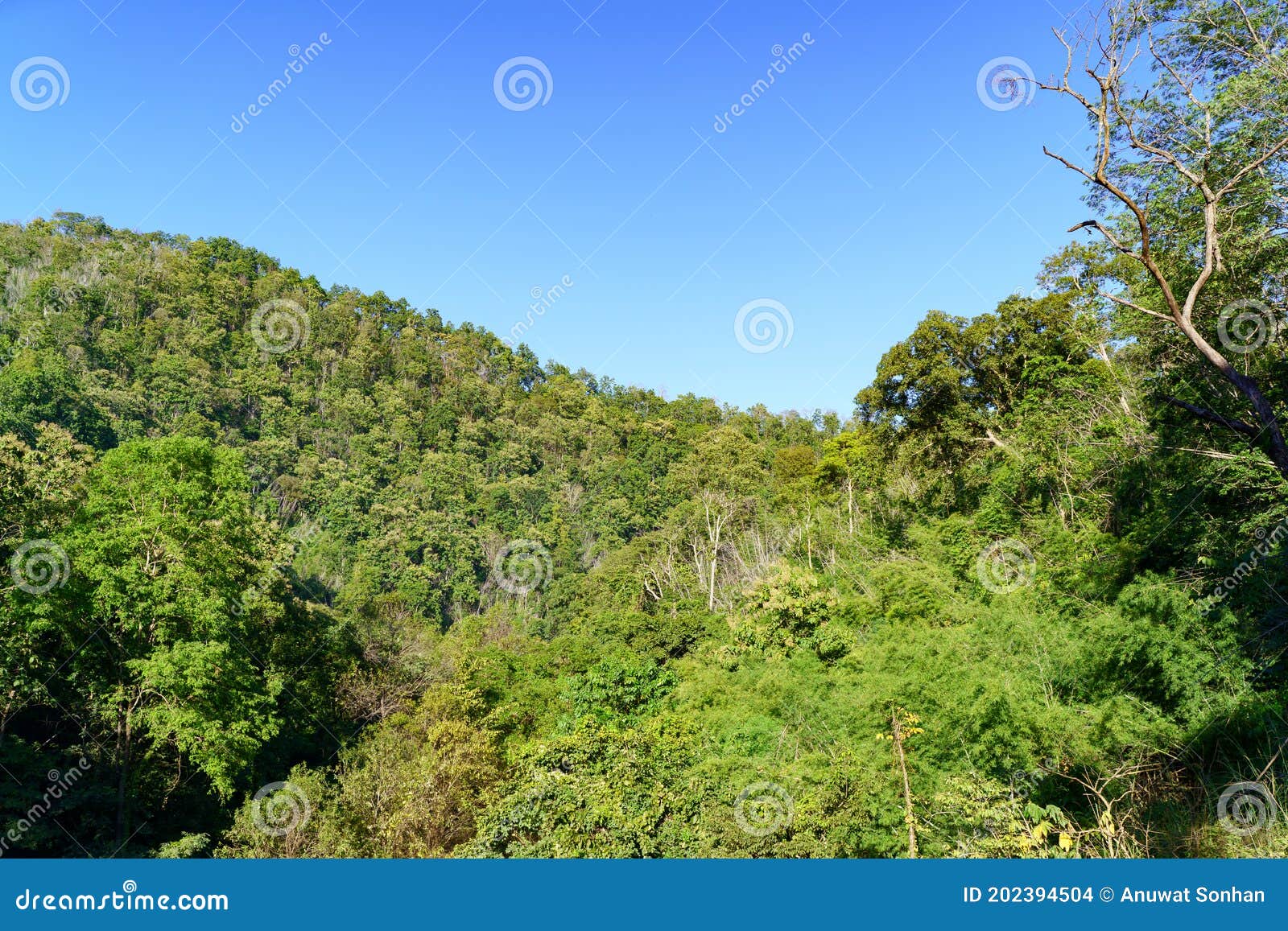 The Landscape of the Trees in the Forest Rich in Nature Stock Photo ...