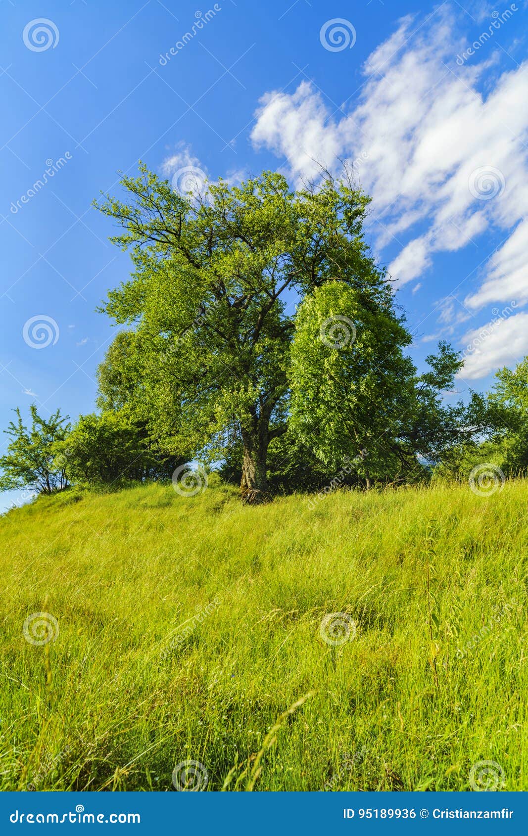 Landscape with Trees and Grass on a Mountain Stock Photo - Image of ...