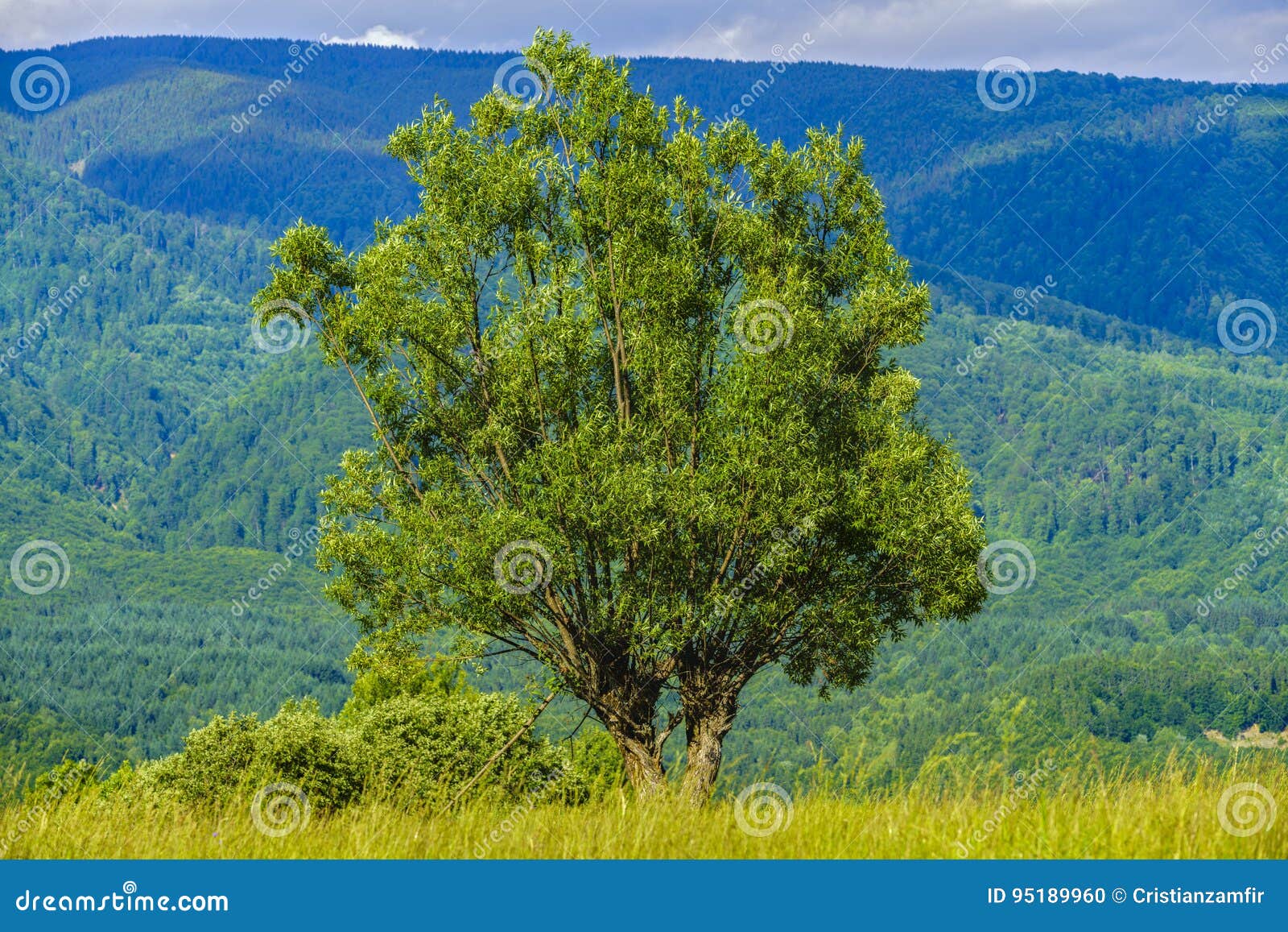 Landscape with Trees and Grass on a Mountain Stock Photo - Image of ...
