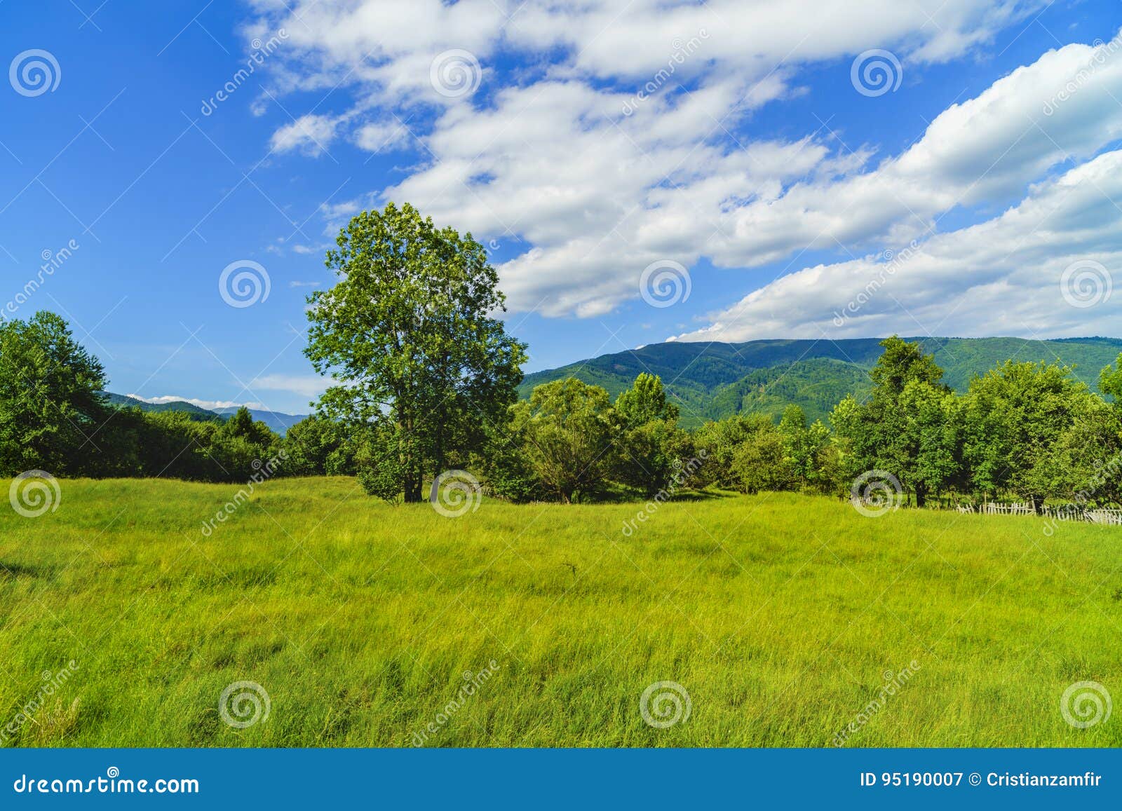 Landscape with Trees and Grass on a Mountain Stock Image - Image of ...