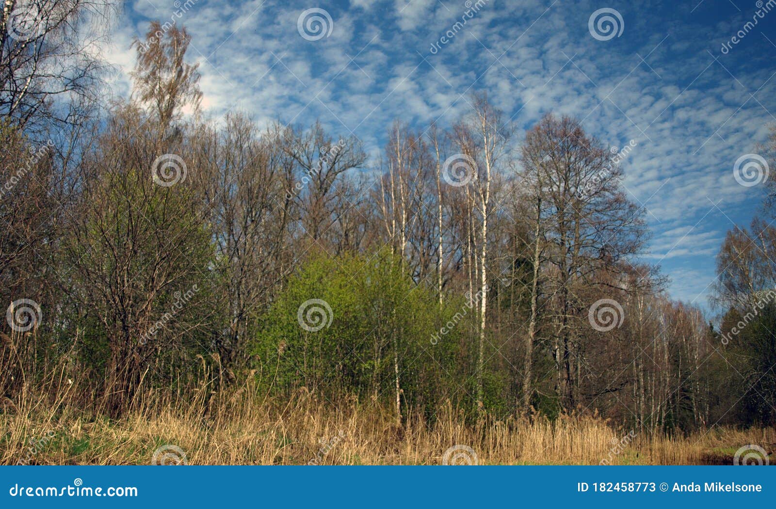 Landscape with Trees that Have Shown the First Leaves Stock Image ...