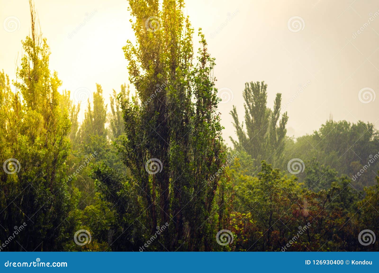 Landscape with Trees in Heavy Summer Rainstorm Stock Photo - Image of ...