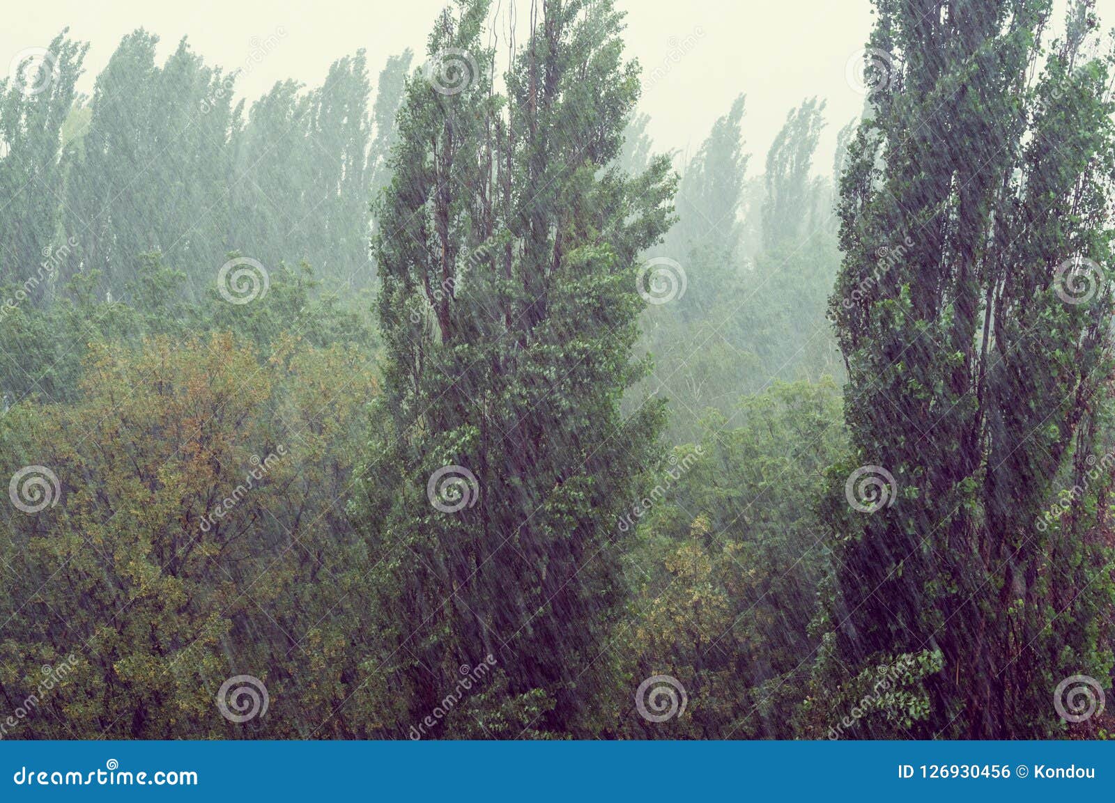 Landscape with Trees in Heavy Summer Rainstorm Stock Photo - Image of ...