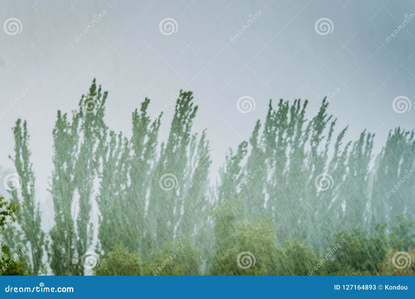 Landscape with Trees in Heavy Summer Rainstorm Stock Image - Image of ...