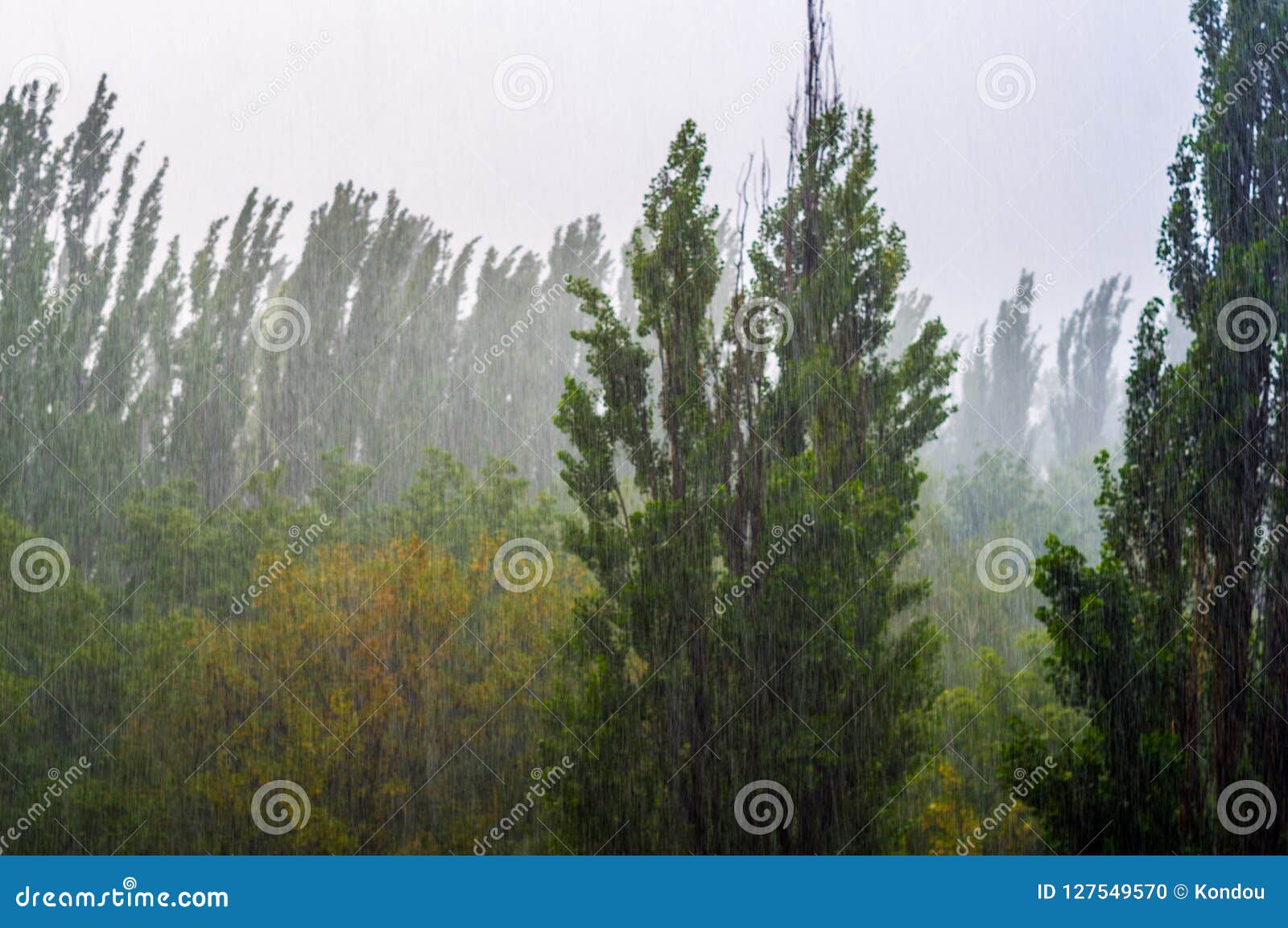 Landscape with Trees in Heavy Summer Rainstorm Stock Photo - Image of ...