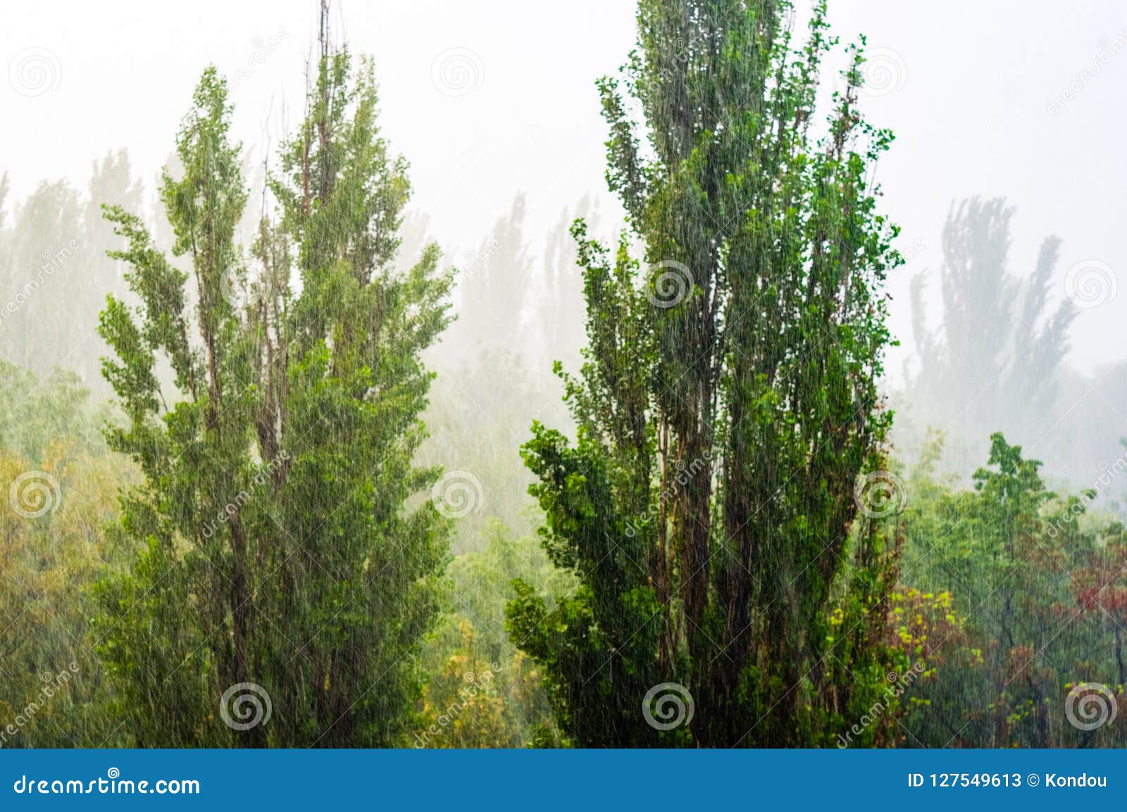 Landscape with Trees in Heavy Summer Rainstorm Stock Image - Image of ...