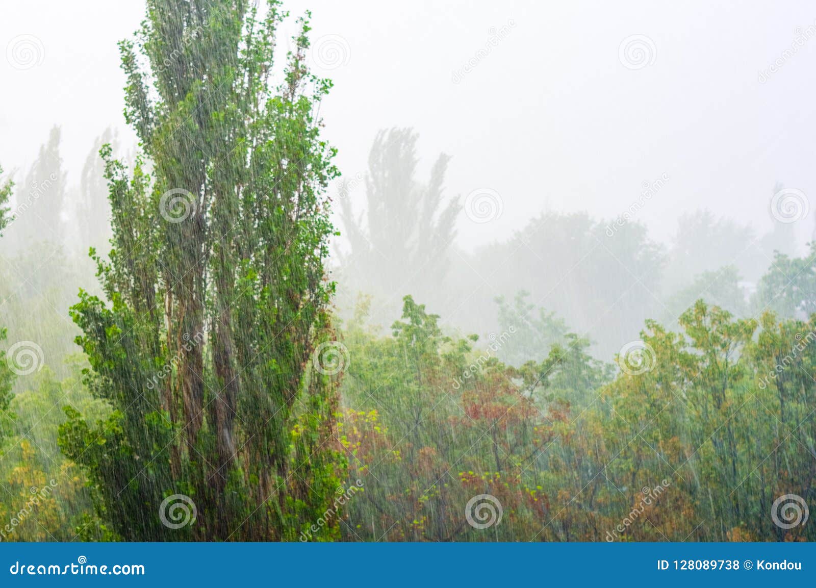 Landscape with Trees in Heavy Summer Rainstorm Stock Photo - Image of ...