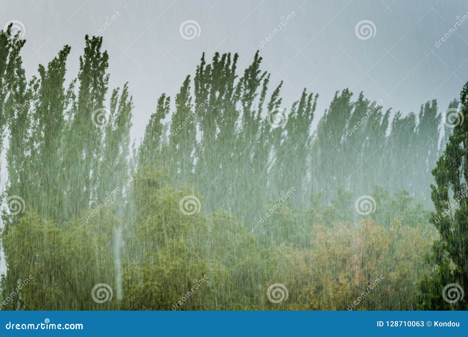 Landscape with Trees in Heavy Summer Rainstorm Stock Image - Image of ...
