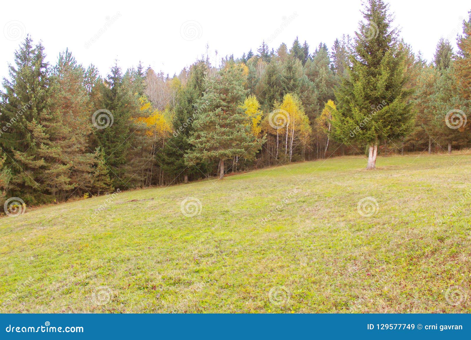 Landscape Trees and Meadows Dotted with Fall Colors. Stock Image ...