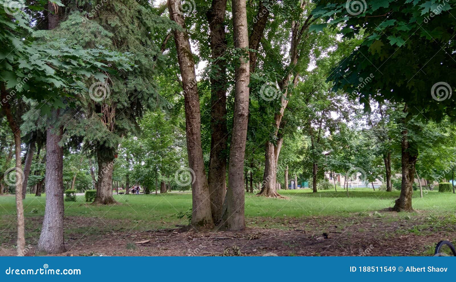 Landscape with the Trees at the Park. Stock Image - Image of trees ...