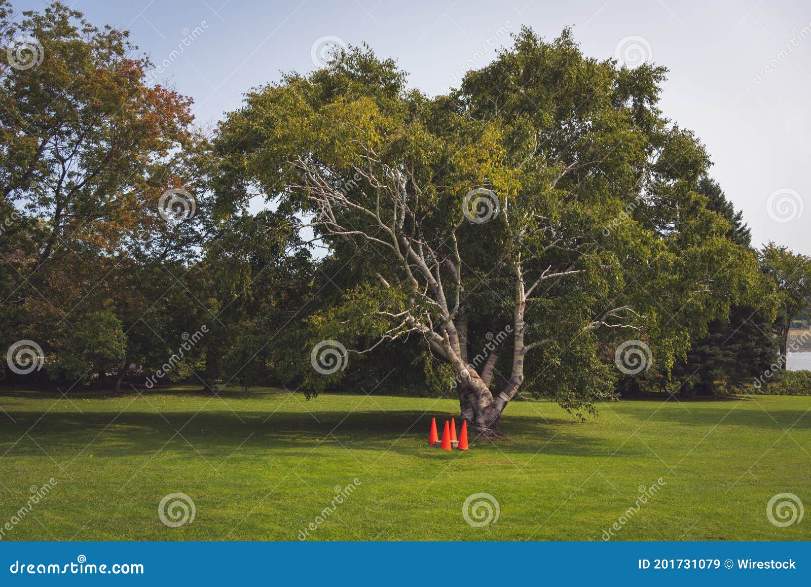 Landscape of Trees in a Park Stock Image - Image of wood, landscapes ...
