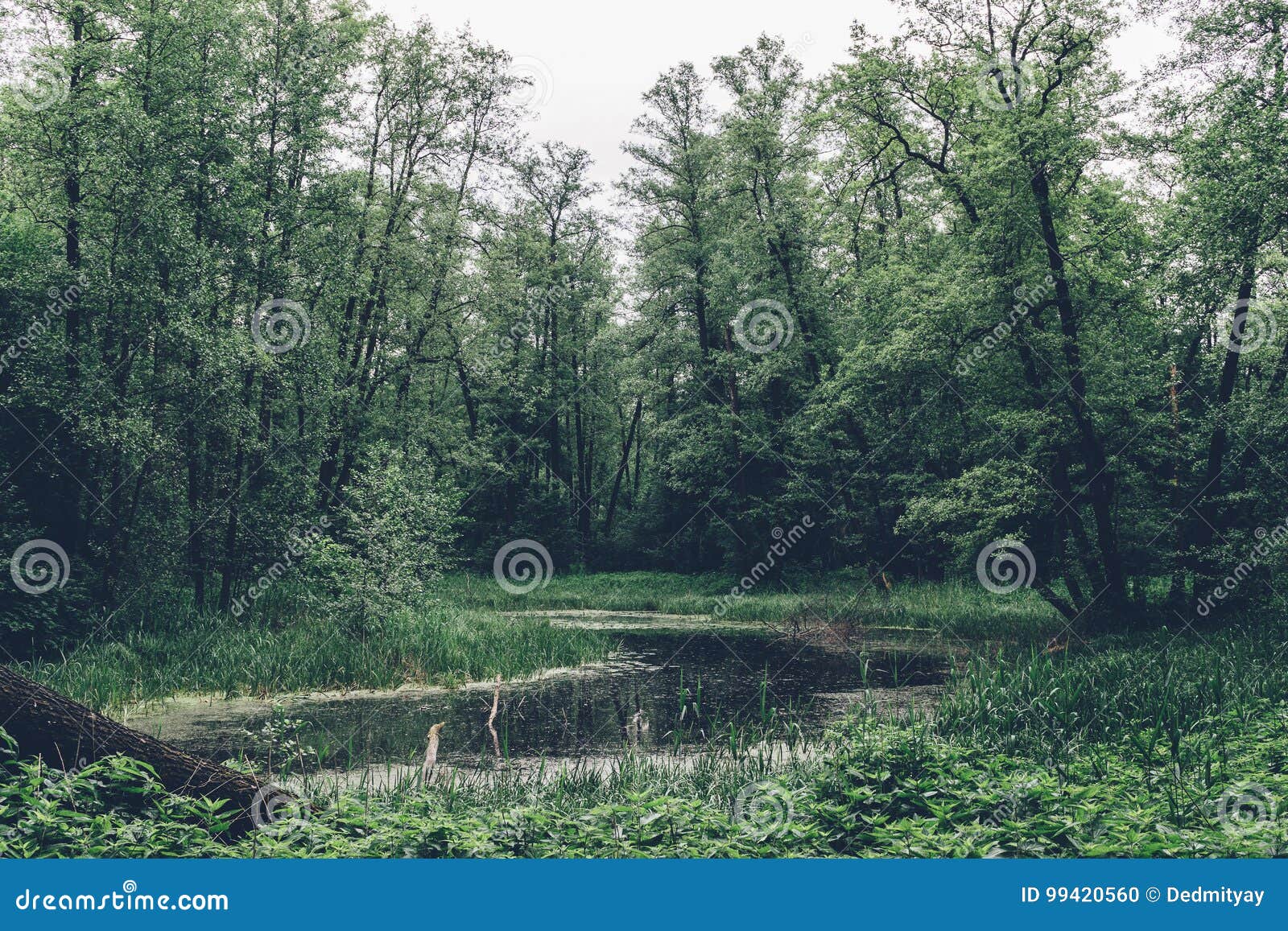 Landscape Trees and River. Nature Stock Photo - Image of light ...