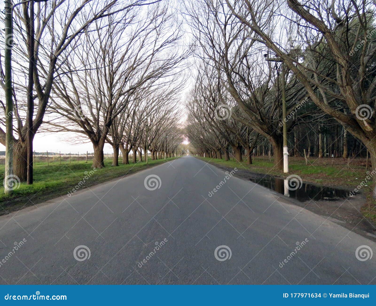 Landscape of Trees and Road in Perspective Stock Photo - Image of ...