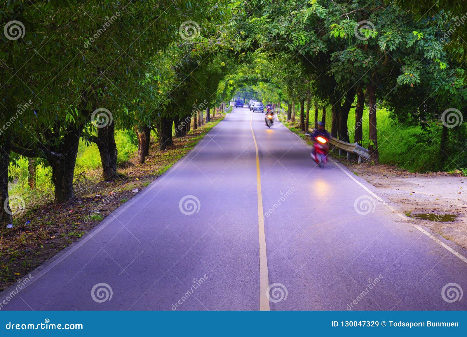 Landscape of the Trees with the Route Stock Image - Image of trip ...
