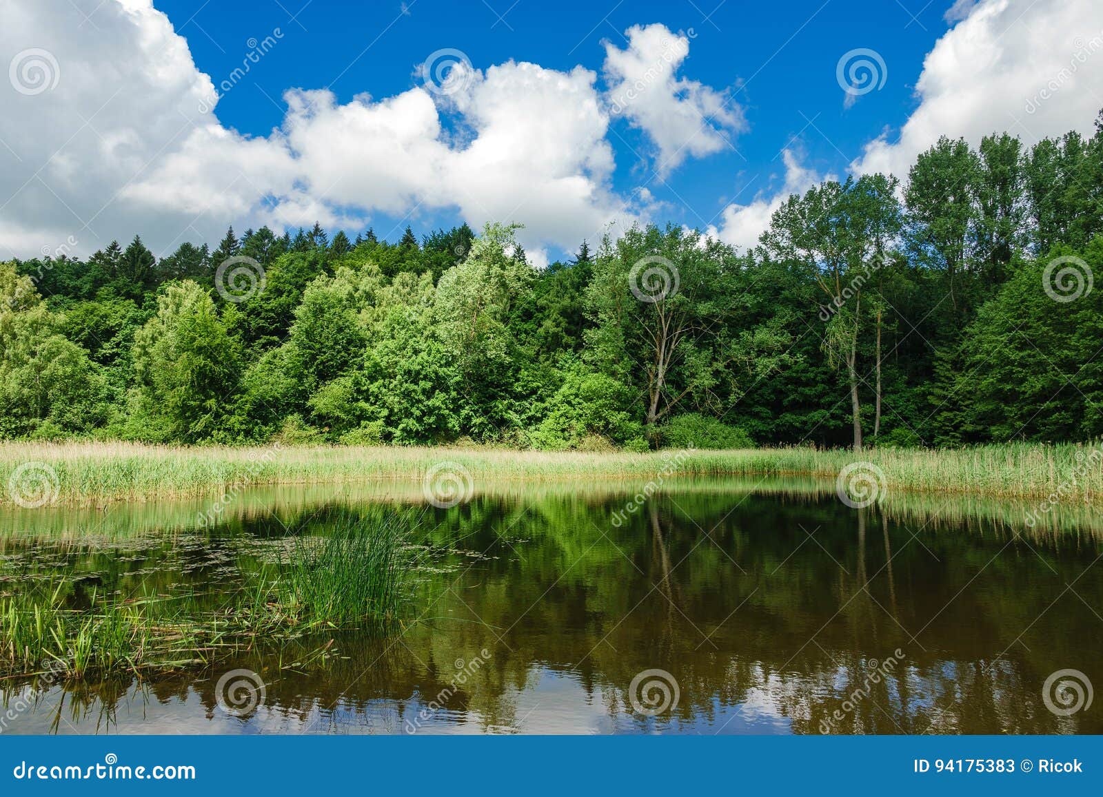 Landscape with Trees and a Small Lake Stock Image - Image of idyll ...