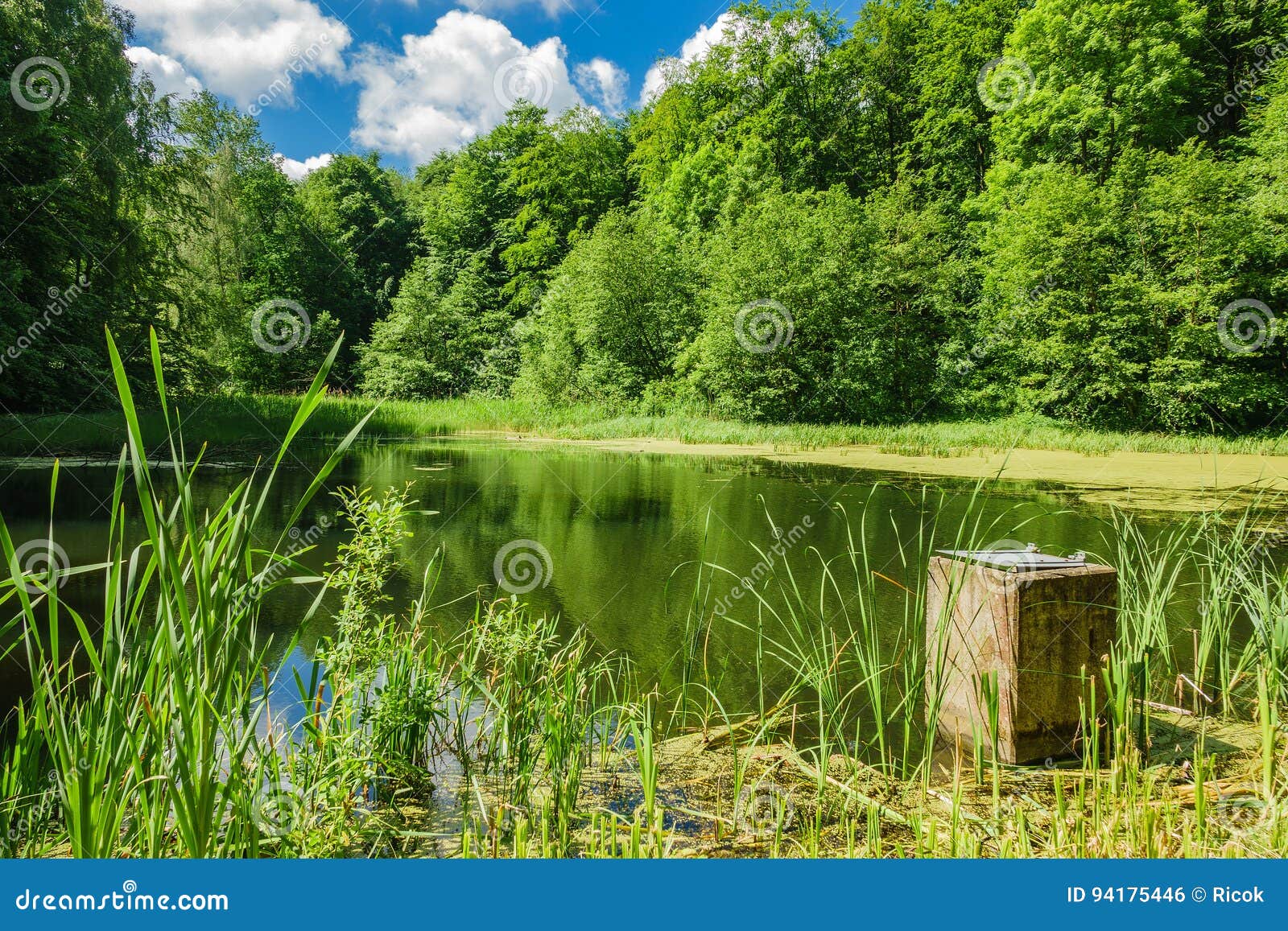 Landscape with Trees and a Small Lake Stock Photo - Image of forest ...