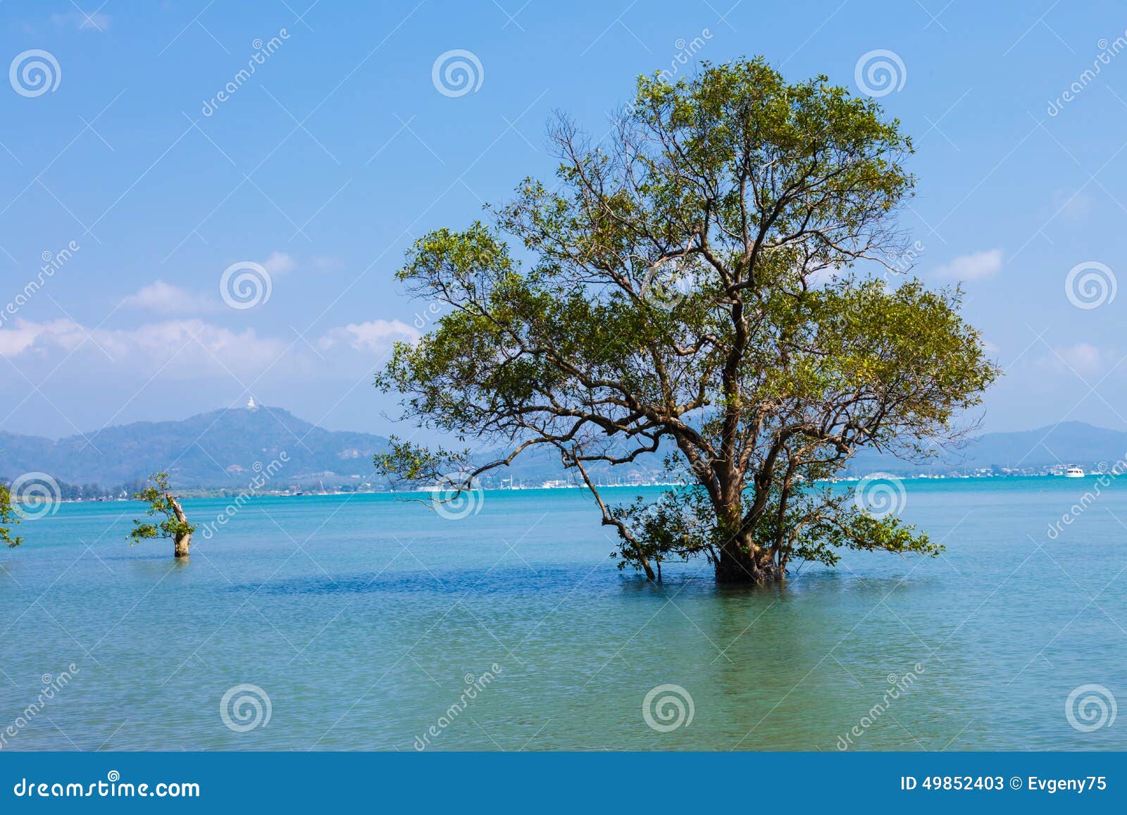 Landscape Trees in Water in a Bay Stock Image - Image of beach, resort ...