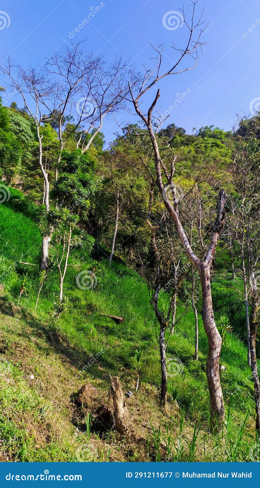Landscape Tropical Forest Around Kali Pancur Waterfall Area Stock Image ...