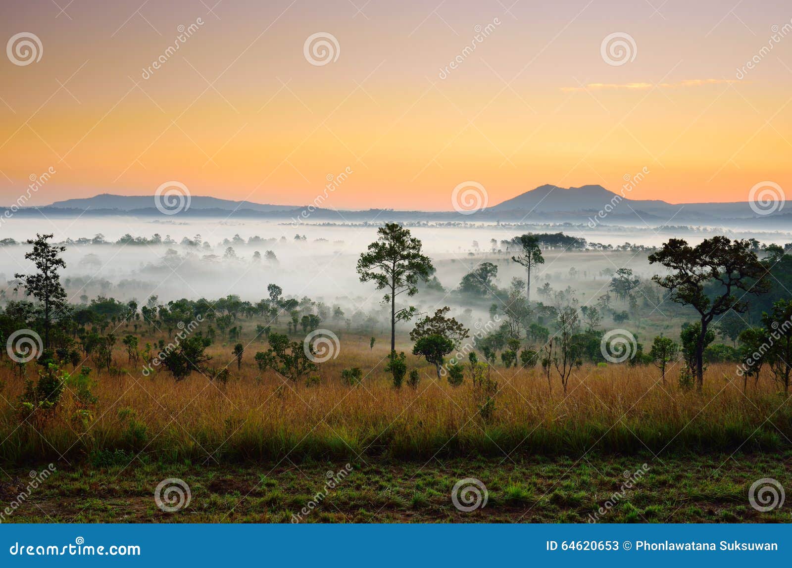 Landscape of Tropical Forest in the Morning Stock Image - Image of ...