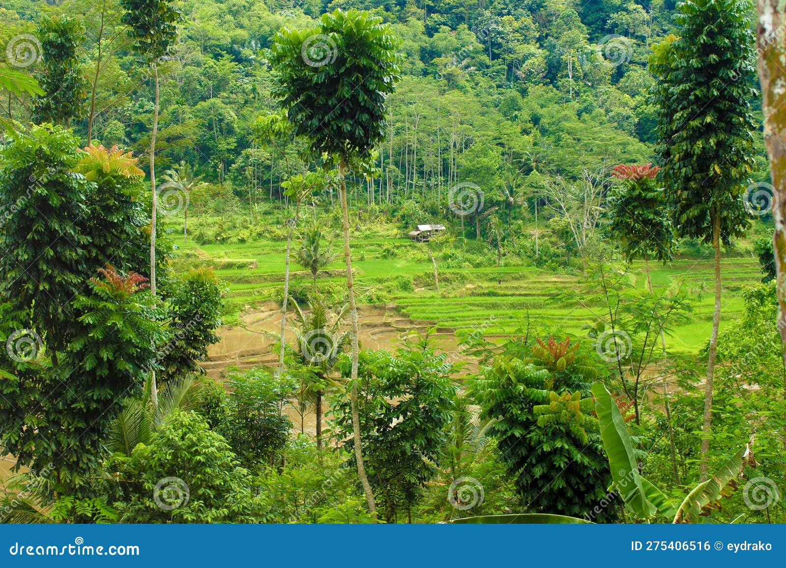 Landscape of Tropical Nature, Green Rice Fields and Trees Stock Photo ...