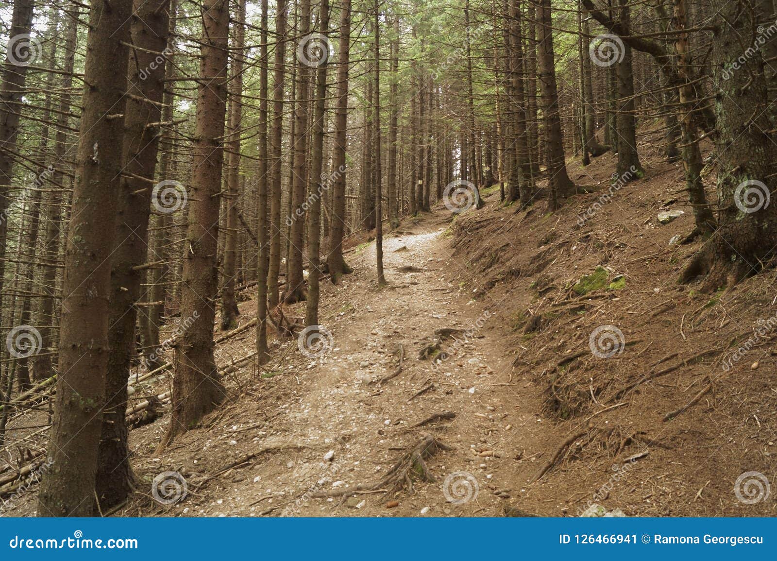 Landscape with Trunks of Trees - Pine Forest Stock Image - Image of ...