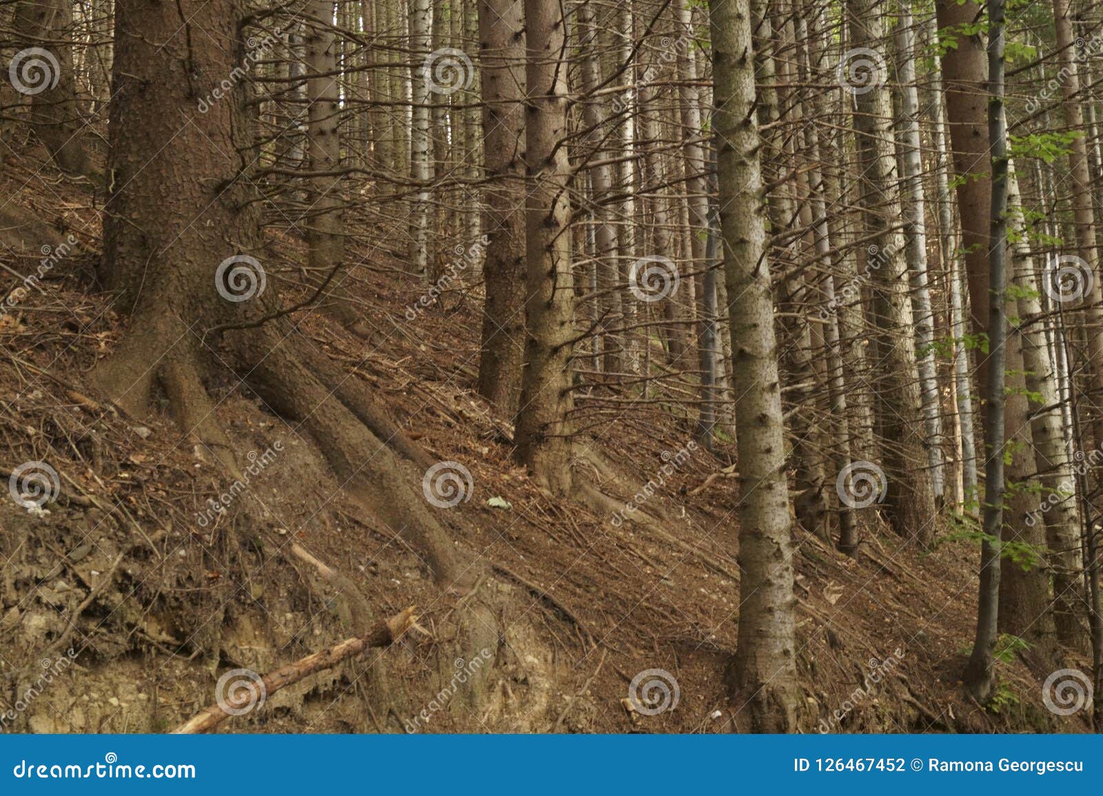 Landscape with Trunks of Trees - Pine Forest Stock Photo - Image of ...