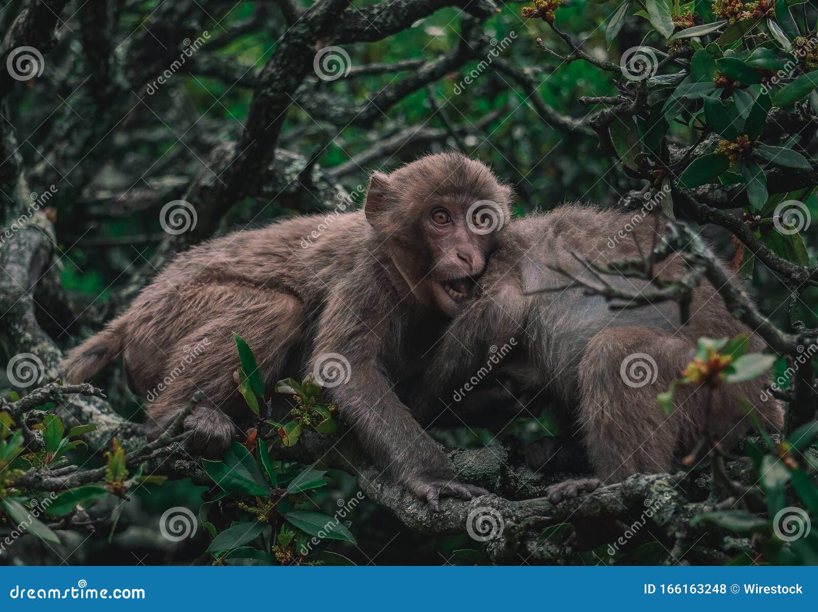 Landscape of Two Monkeys on Tree Branches in the Jungle with a Blurry ...