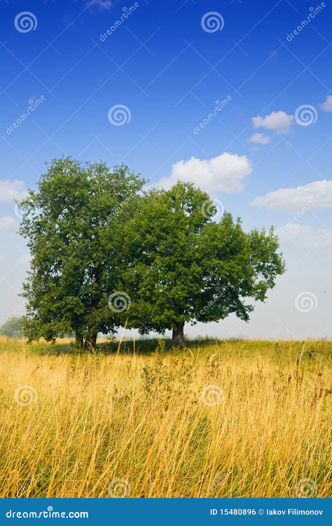 Landscape with two trees stock photo. Image of beautiful - 15480896