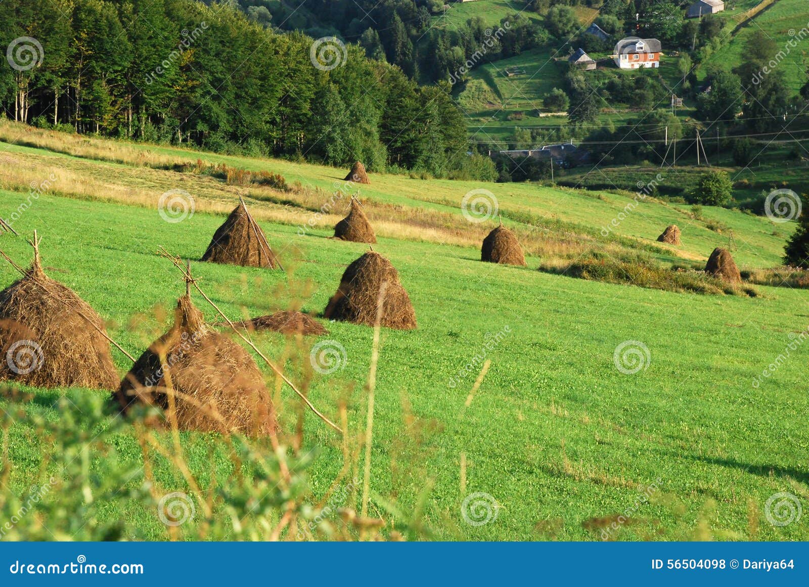 Landscape of Ukrainian Green Plains Stock Photo - Image of forest, town ...