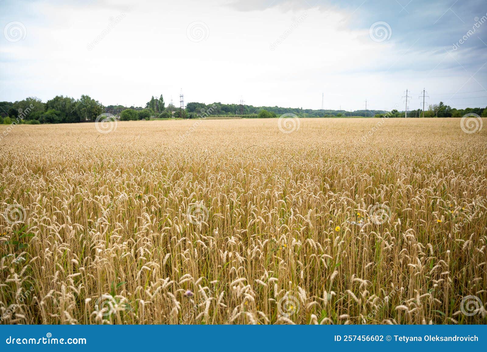 Ukrainian Wheat Field Under the Blue Sky Stock Photo - Image of nature ...
