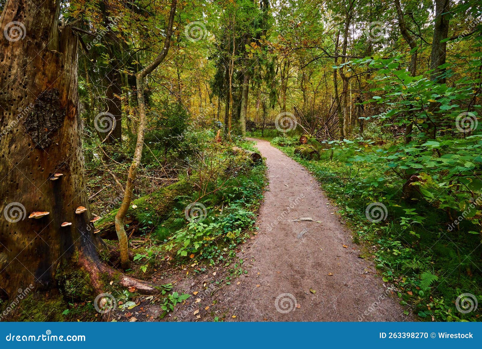 Landscape of Unpaved Pathway between Trees in Green Forest Stock Photo ...