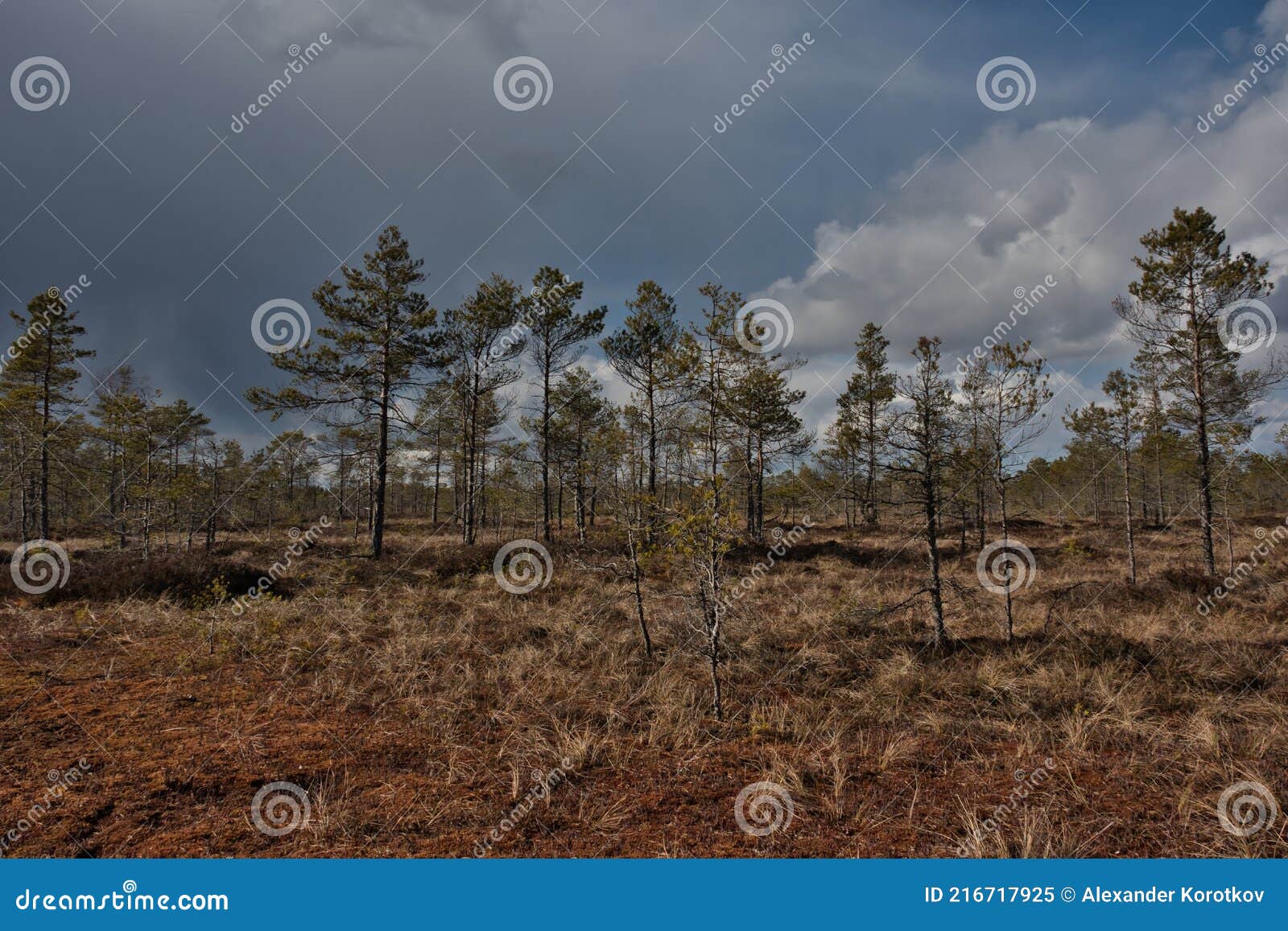 Upper Dry Swamp Covered with Reddish Moss. Stock Image - Image of ...
