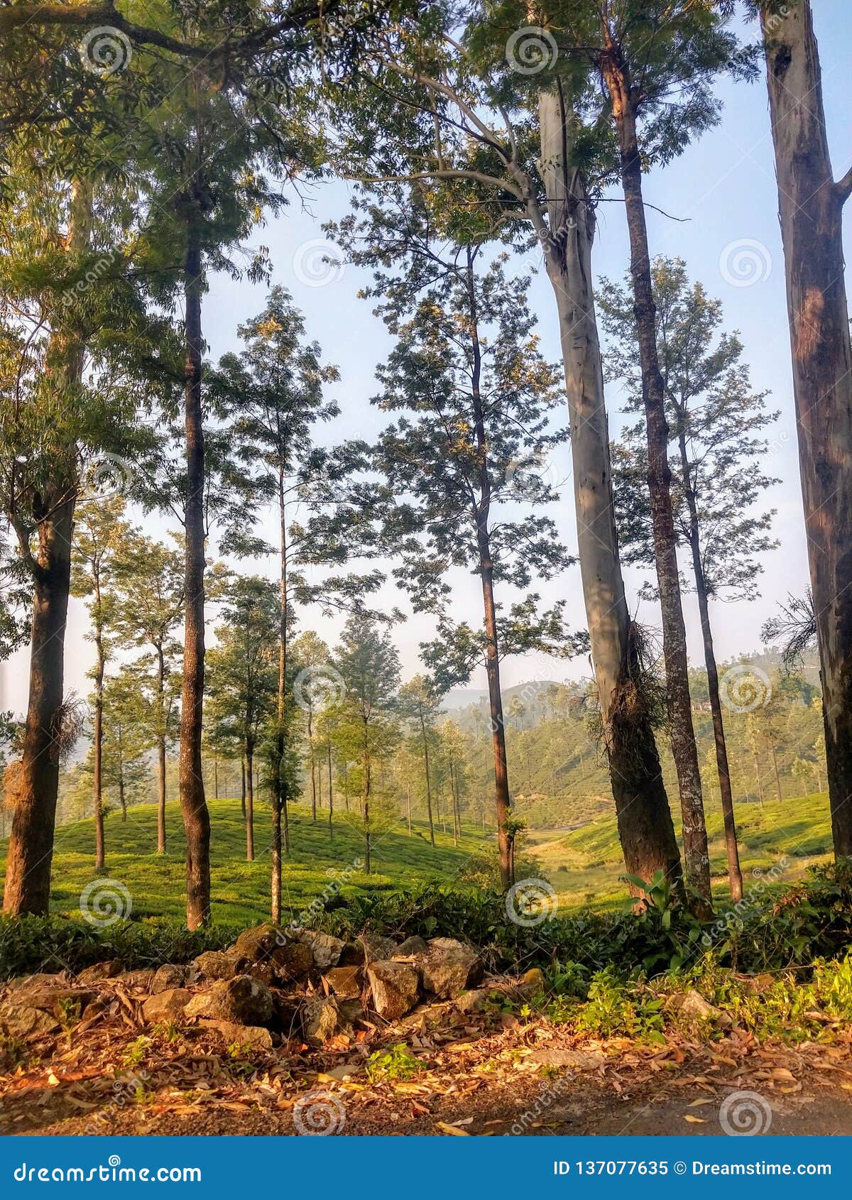 Valparai stock image. Image of trees, nature, landscape - 137077635