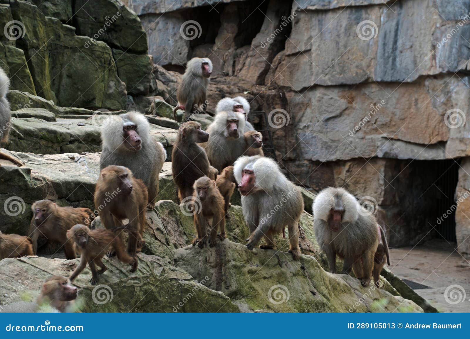 Landscape of Various Monkeys Primate in Enclosure at Berlin Zoo in ...