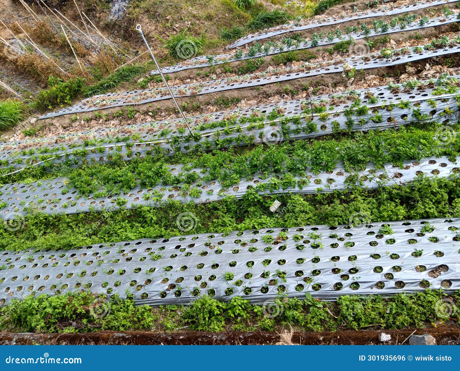 Landscape of Vegetable Farming Fields on Mountain Slopes Stock Photo ...