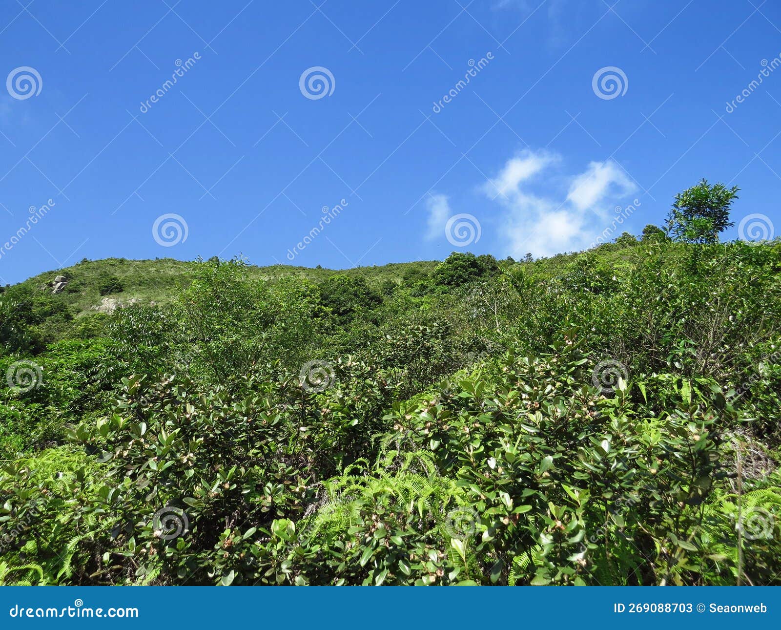 The Landscape of Vegetative, the Nature Concept Stock Image - Image of ...