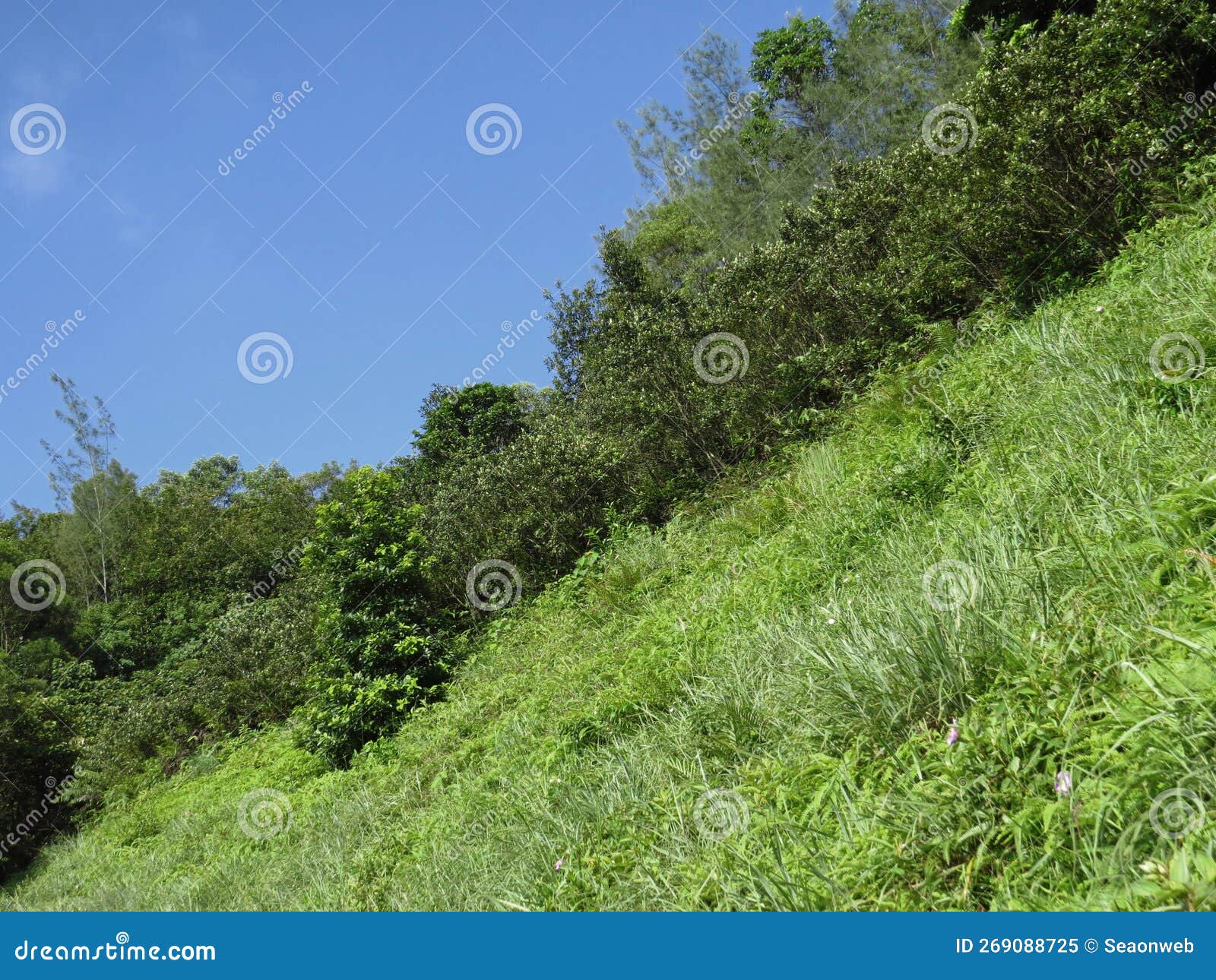 The Landscape of Vegetative, the Nature Concept Stock Image - Image of ...
