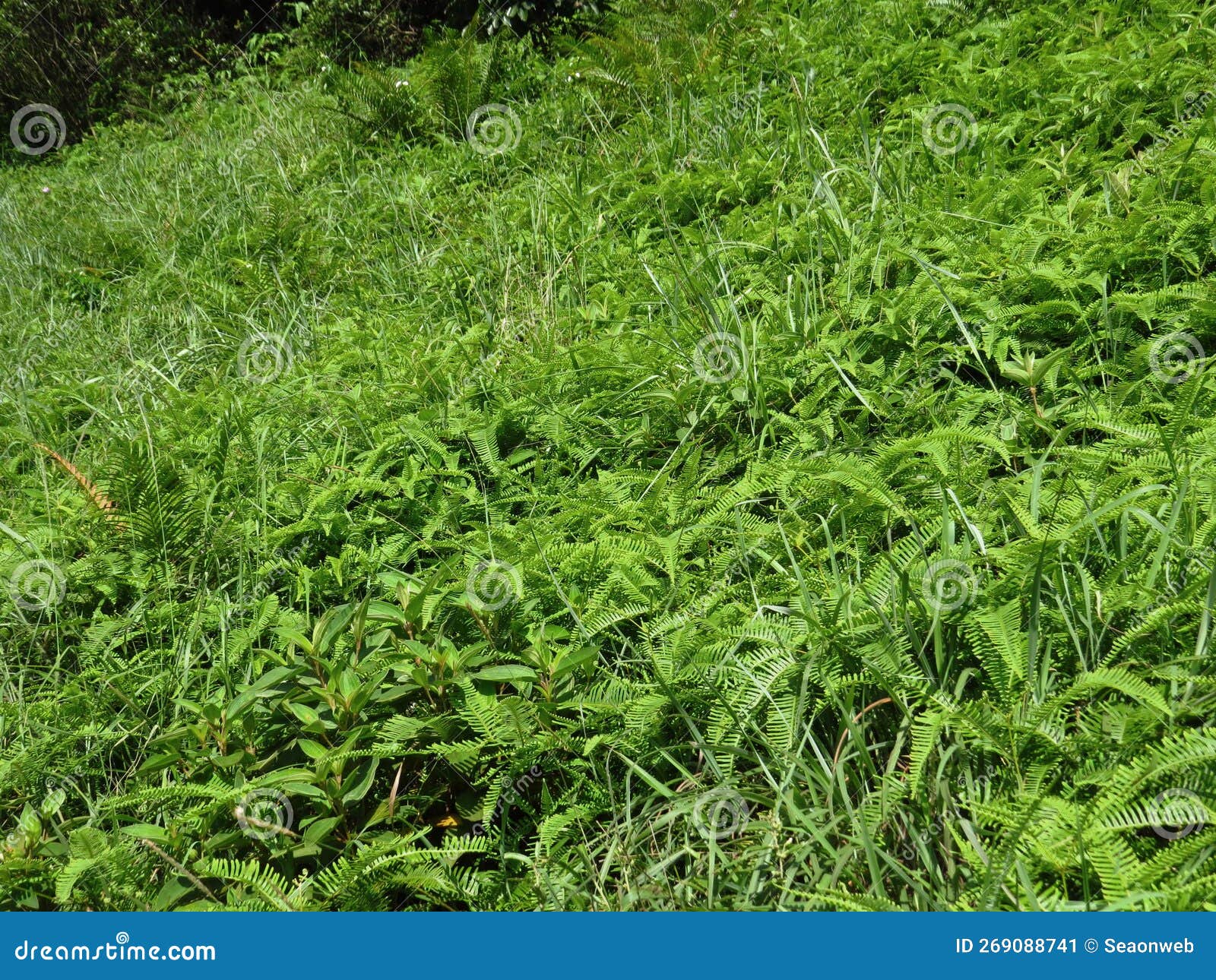 The Landscape of Vegetative, the Nature Concept Stock Image - Image of ...
