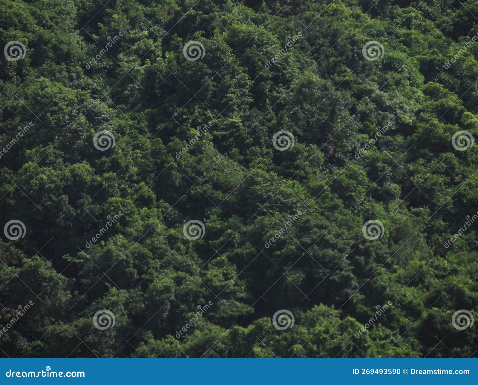 The Landscape of Vegetative, the Nature Concept Stock Photo - Image of ...