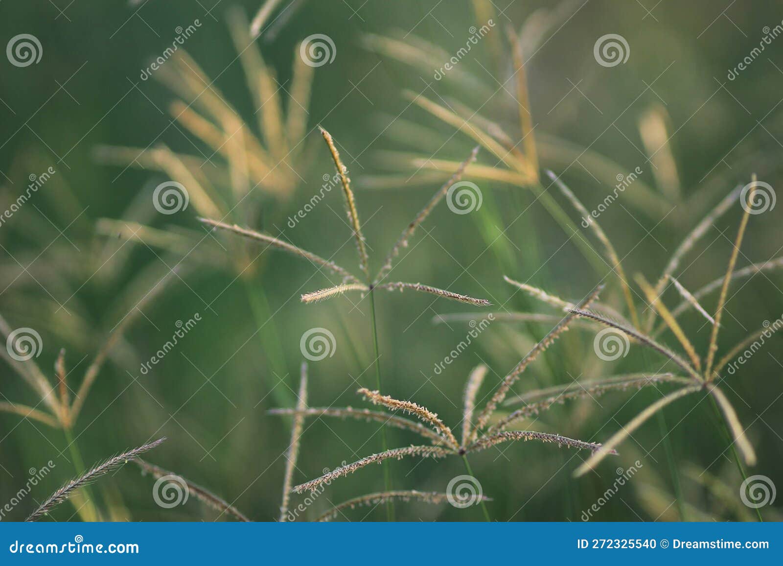 The Landscape of Vegetative, the Nature Concept Stock Photo - Image of ...