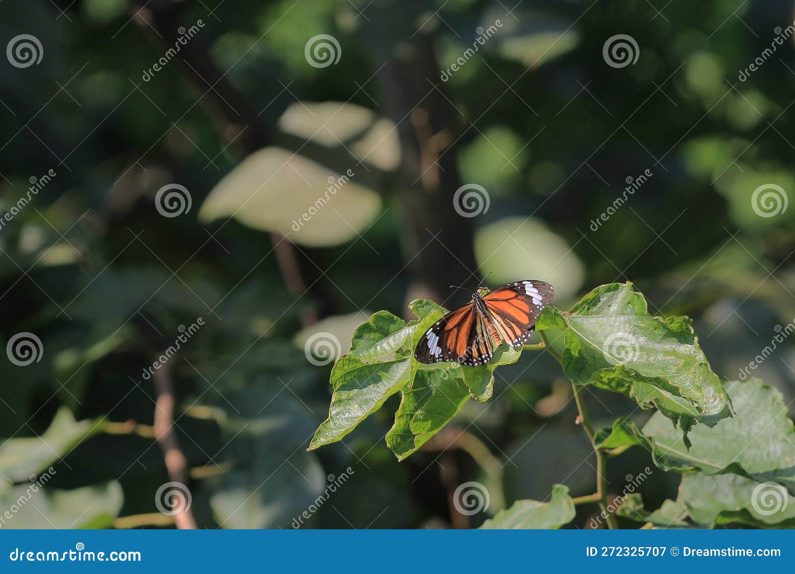 The Landscape of Vegetative, the Nature Concept Stock Image - Image of ...
