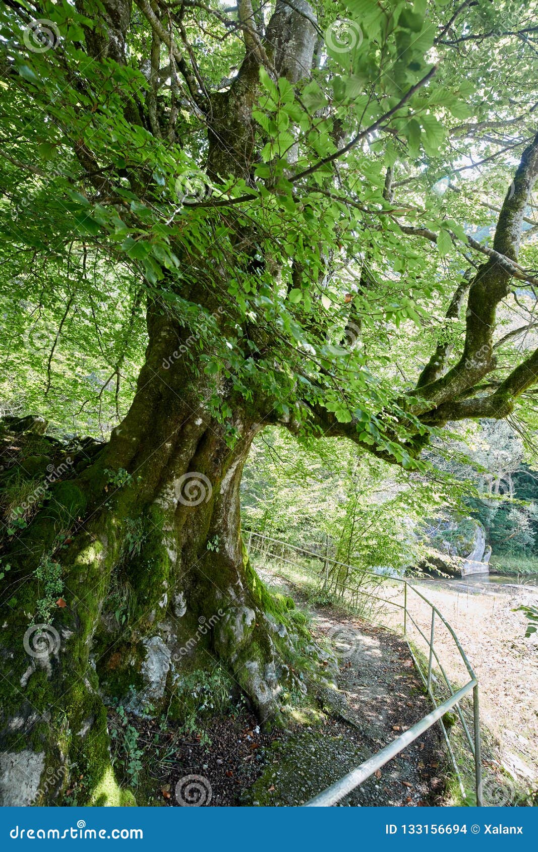 Old twisted tree stock photo. Image of trunk, bark, wood - 133156694
