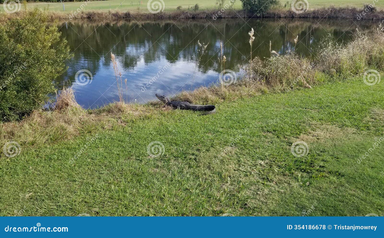 A Landscape View of an Alligator by the Water Stock Photo - Image of ...