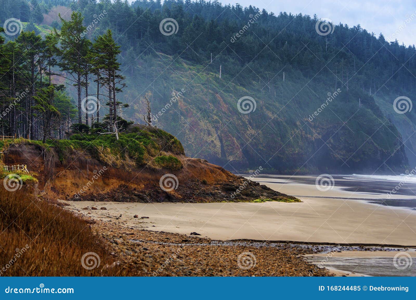 Cape Lookout Beach on the Oregon Coast Stock Image - Image of plant ...