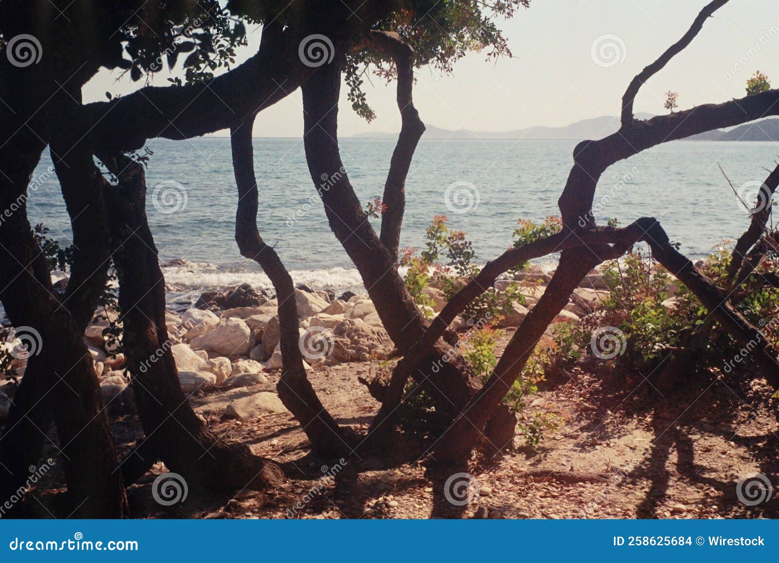 Landscape View of the Beach and Trees Stock Photo - Image of coast ...